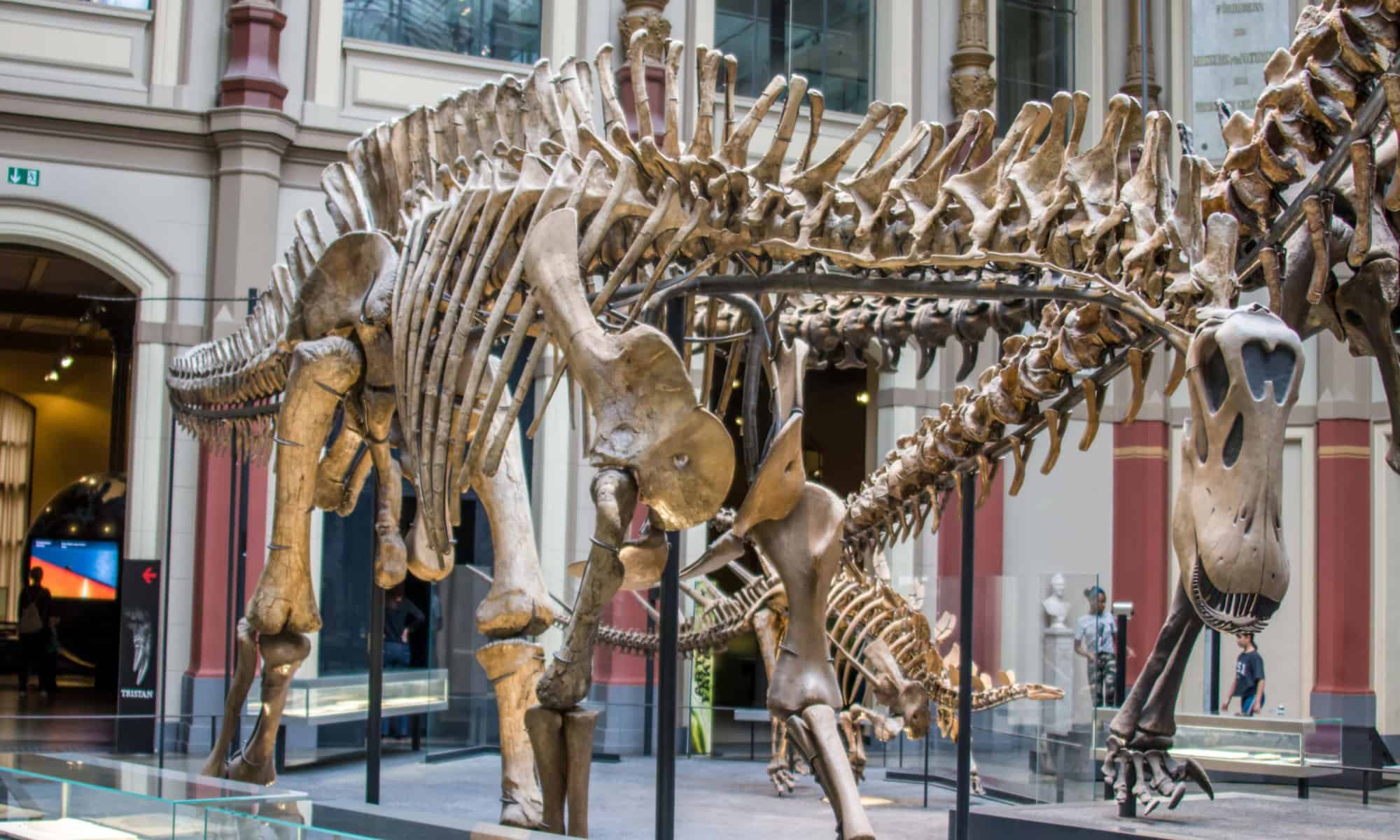 9 Massive Dinosaurs With Spikes (And Armor!) - A-Z Animals