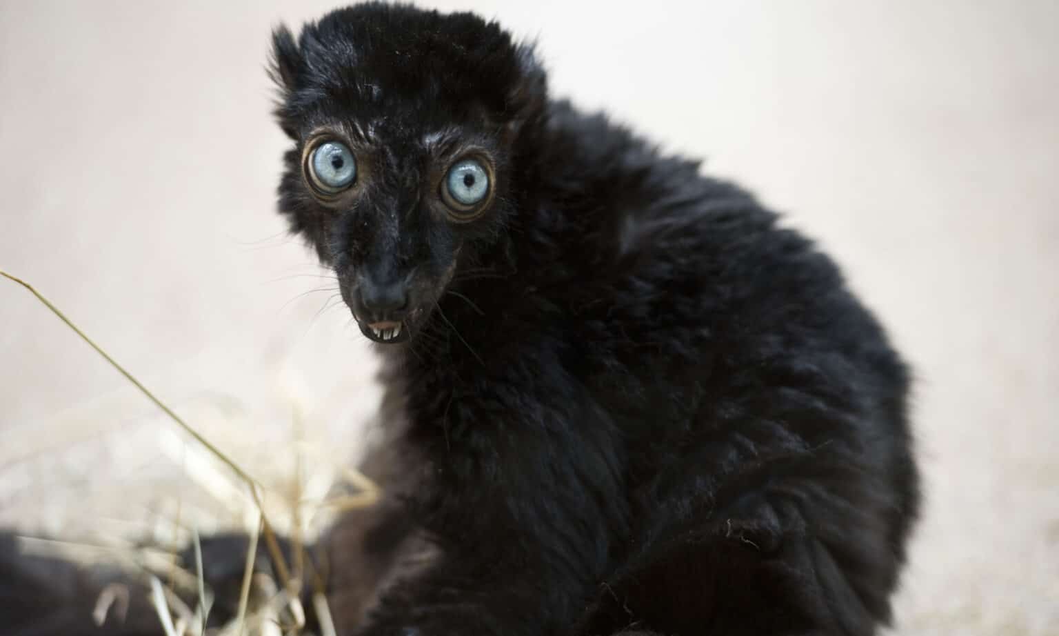10 Essential Facts About Lemurs - A-Z Animals