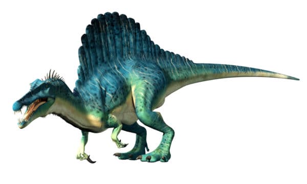 Spinosaurus Animal Facts - Spinosaurus - A-Z Animals