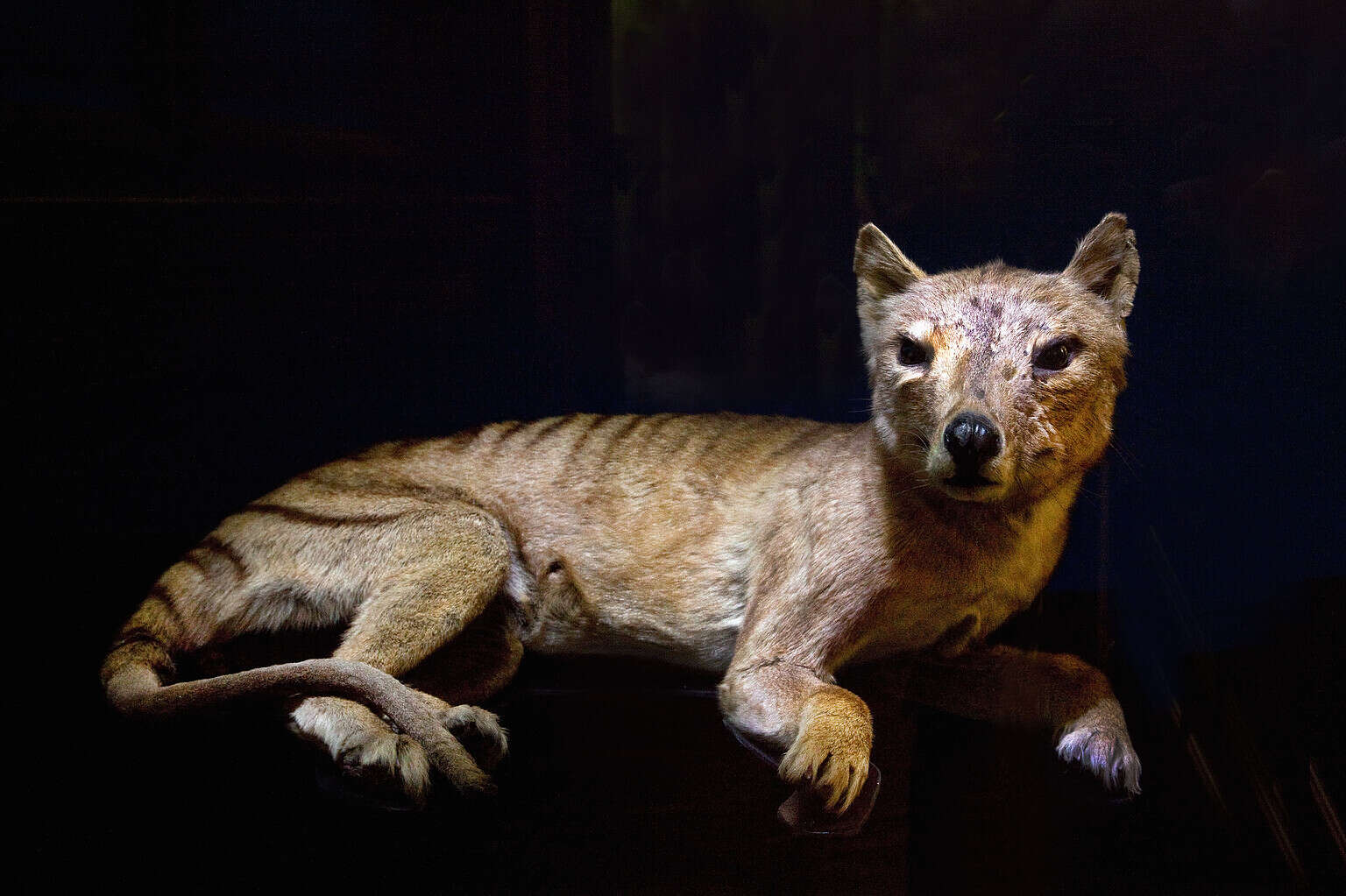 10 Notable Facts About Tasmanian Tigers - A-Z Animals