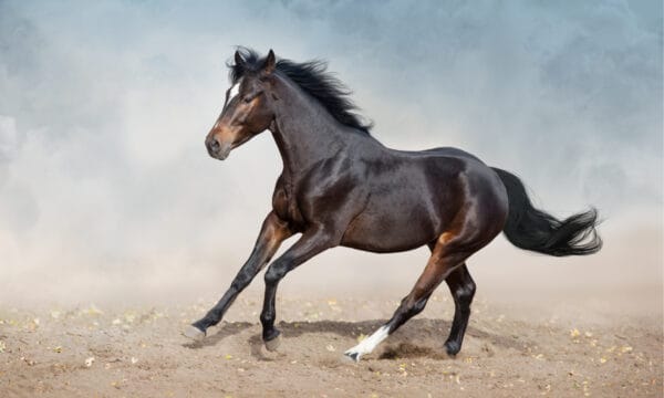 Discover the 6 Official State Animals of Kentucky - A-Z Animals
