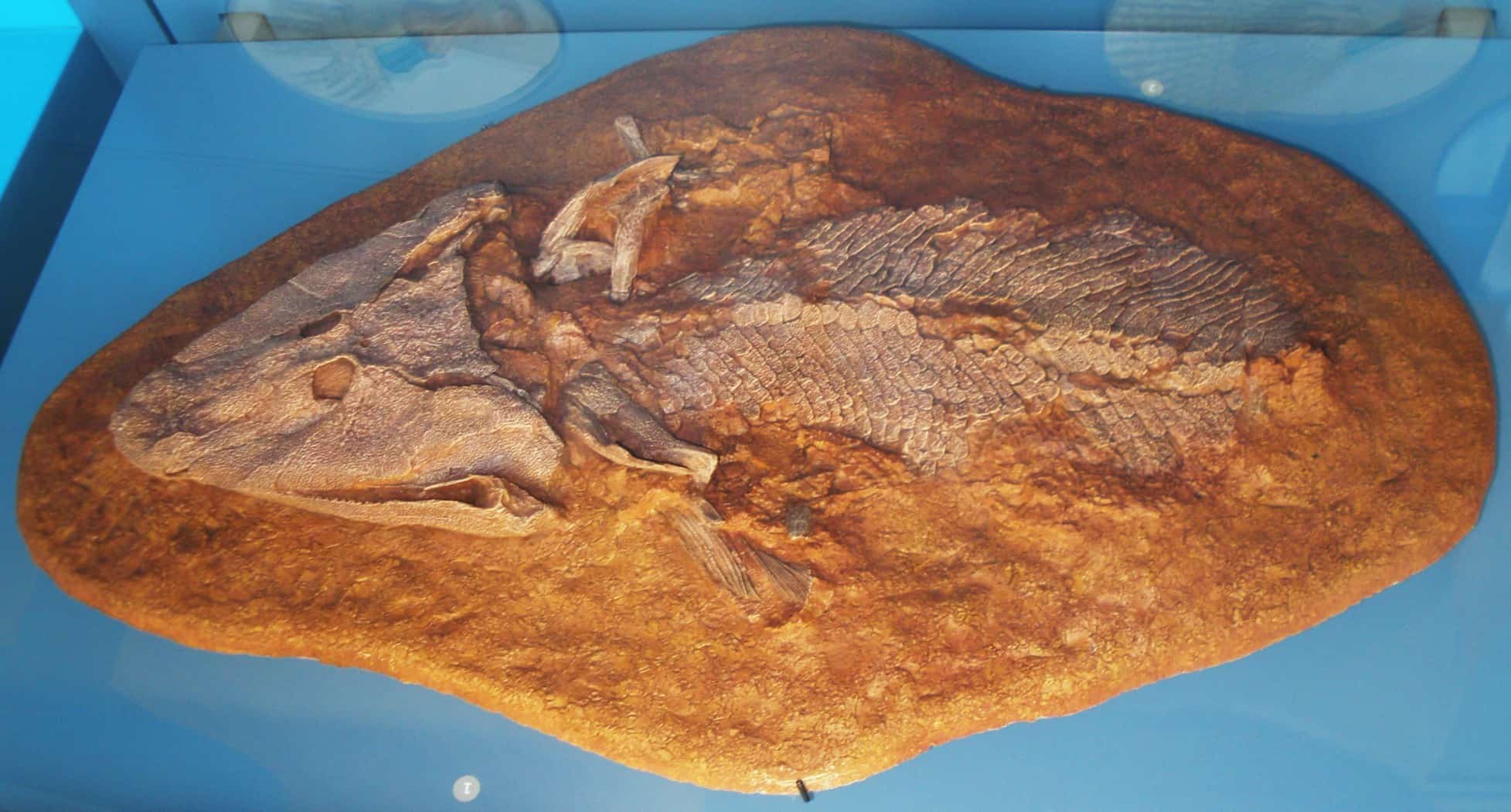 Discover the Ancient ‘Fishapod’ That Could Walk on Land - A-Z Animals