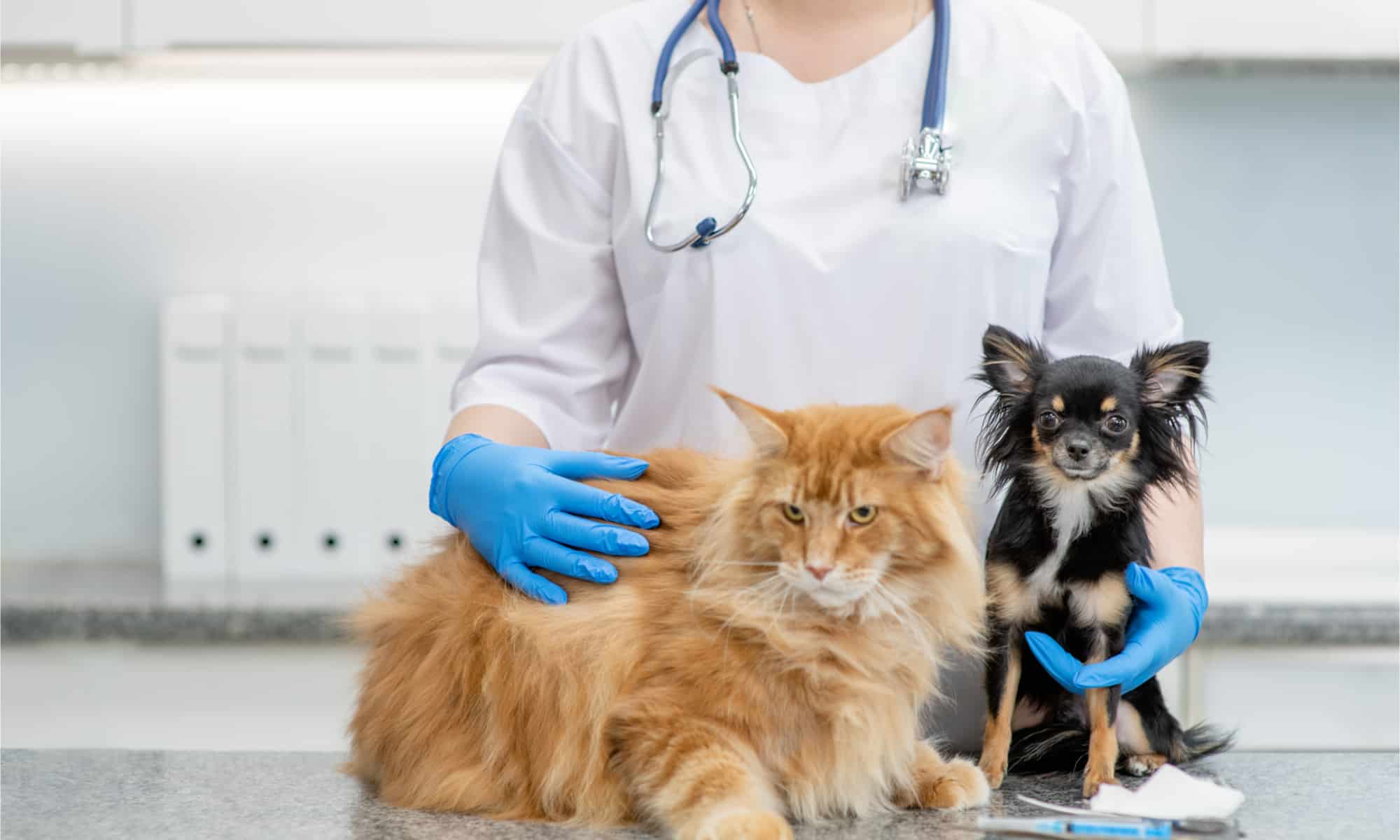 Prudent Pet Pet Insurance Review: Pros, Cons, and Coverage - A-Z Animals
