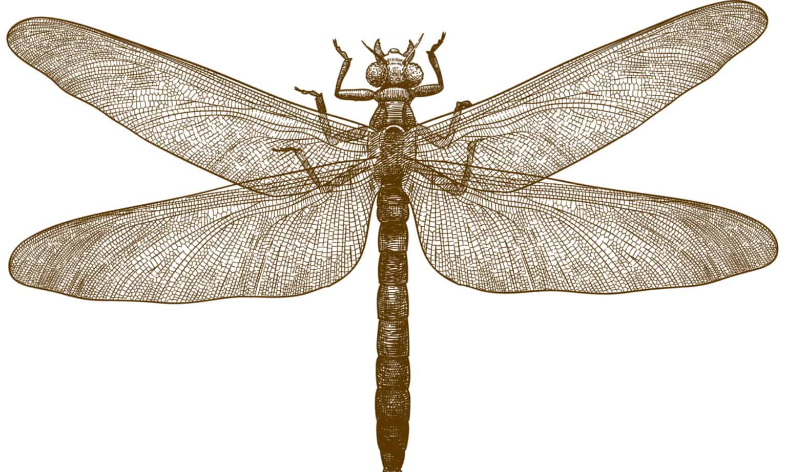 Discover 9 Incredible Carboniferous Period Animals - A-Z Animals