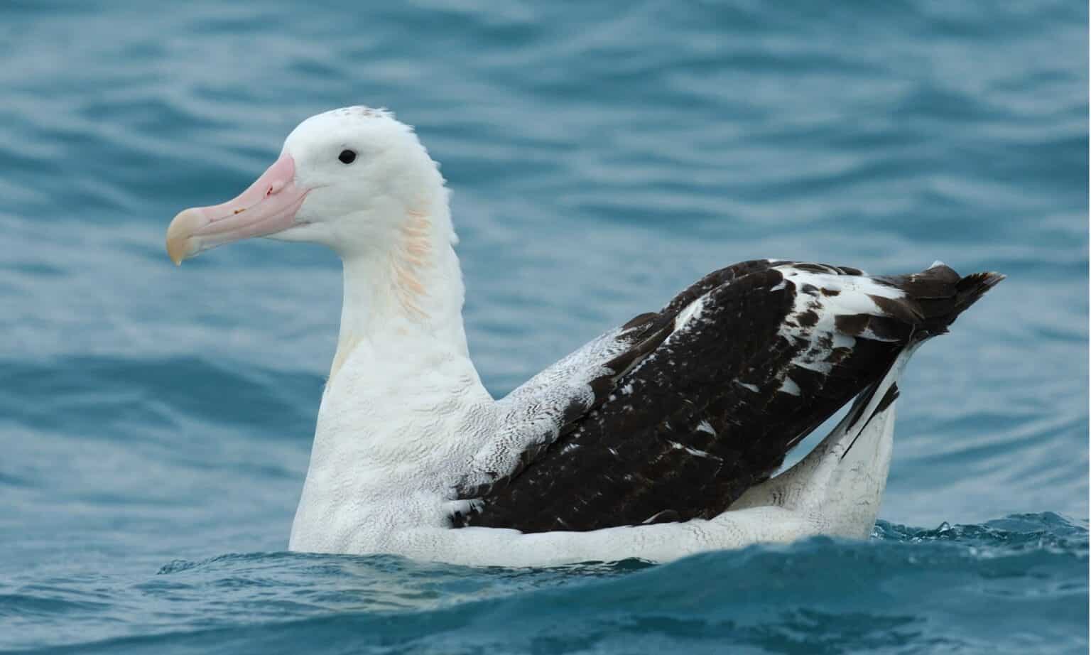 Albatross Bird Facts - Diomedeidae - A-Z Animals