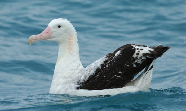Albatross Animal Facts - Diomedeidae - A-Z Animals