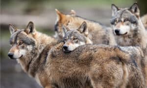 Wolf Animal Facts - Canis lupus - A-Z Animals