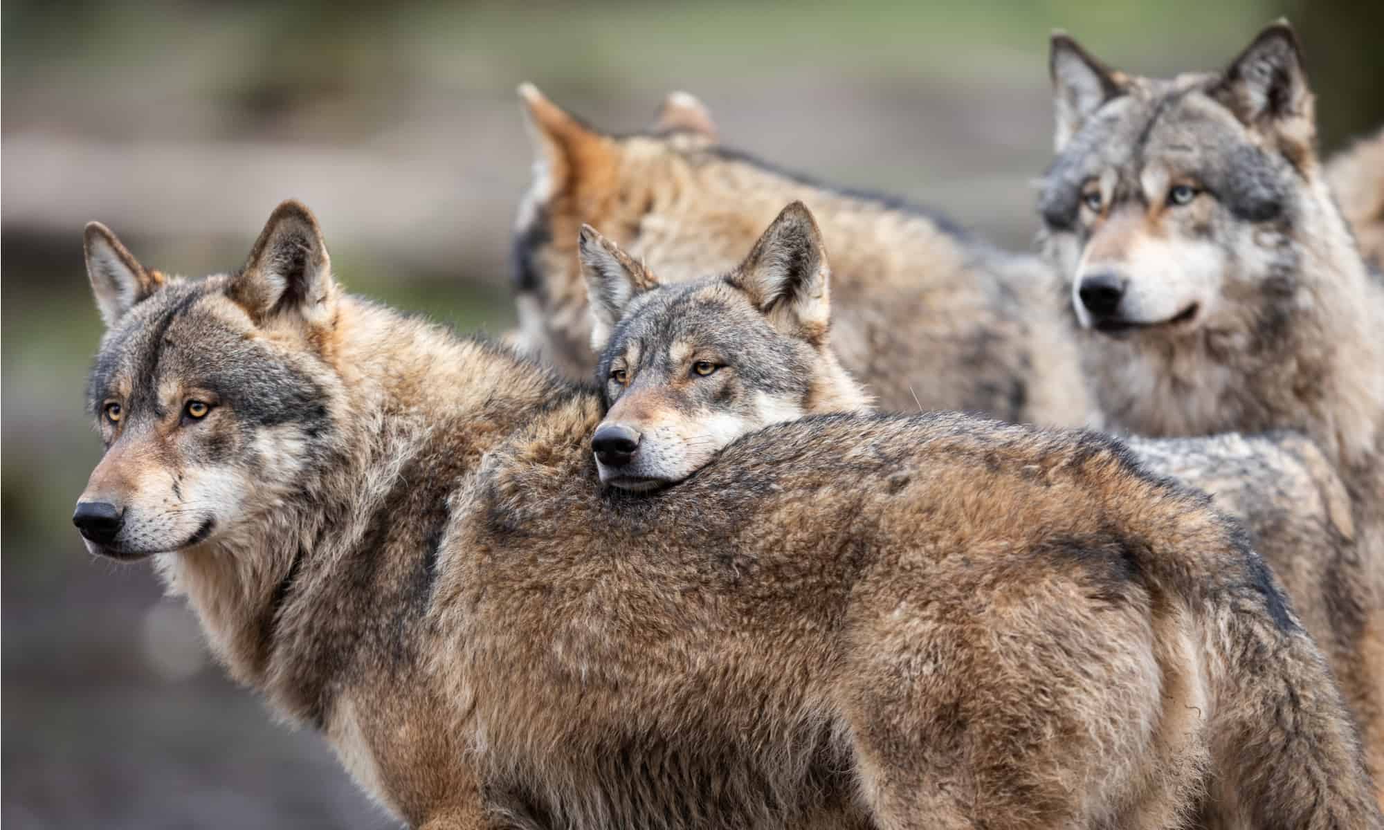 Do Wolves Mate for Life? 20 Amazing Facts About These Loyal Animals - A ...