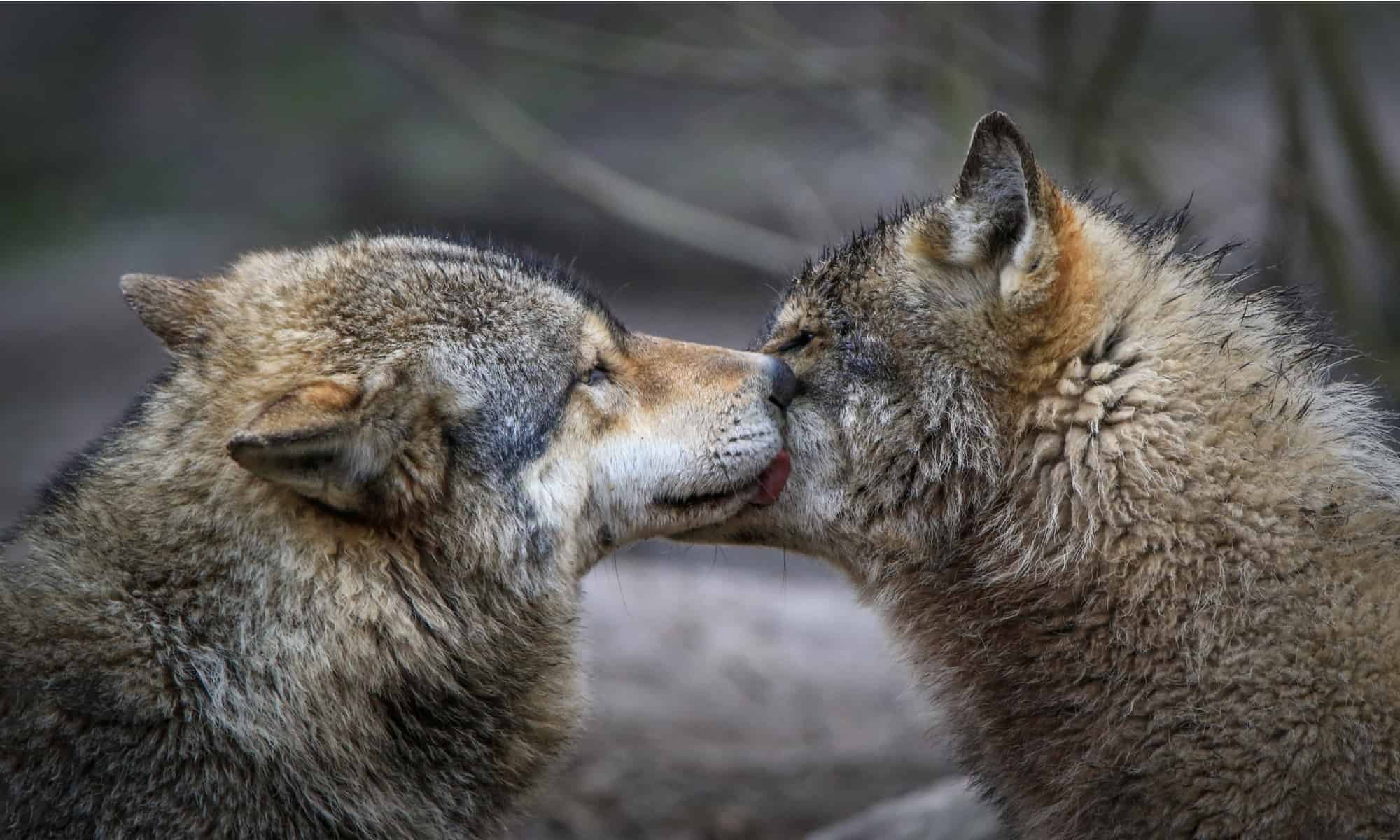 How Do Wolves Communicate? - A-Z Animals