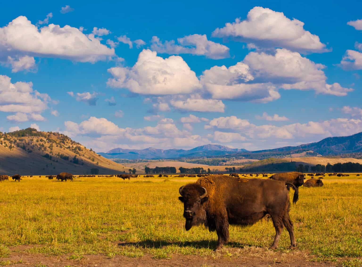 Animals in Yellowstone National Park: The Complete Guide - A-Z Animals