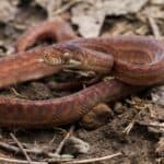 These Massive Pythons Are the World's Largest - A-Z Animals Slideshows
