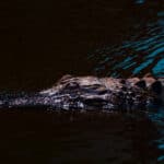 The 36 Most Amazing and Strange Alligator Facts - A-Z Animals Slideshows