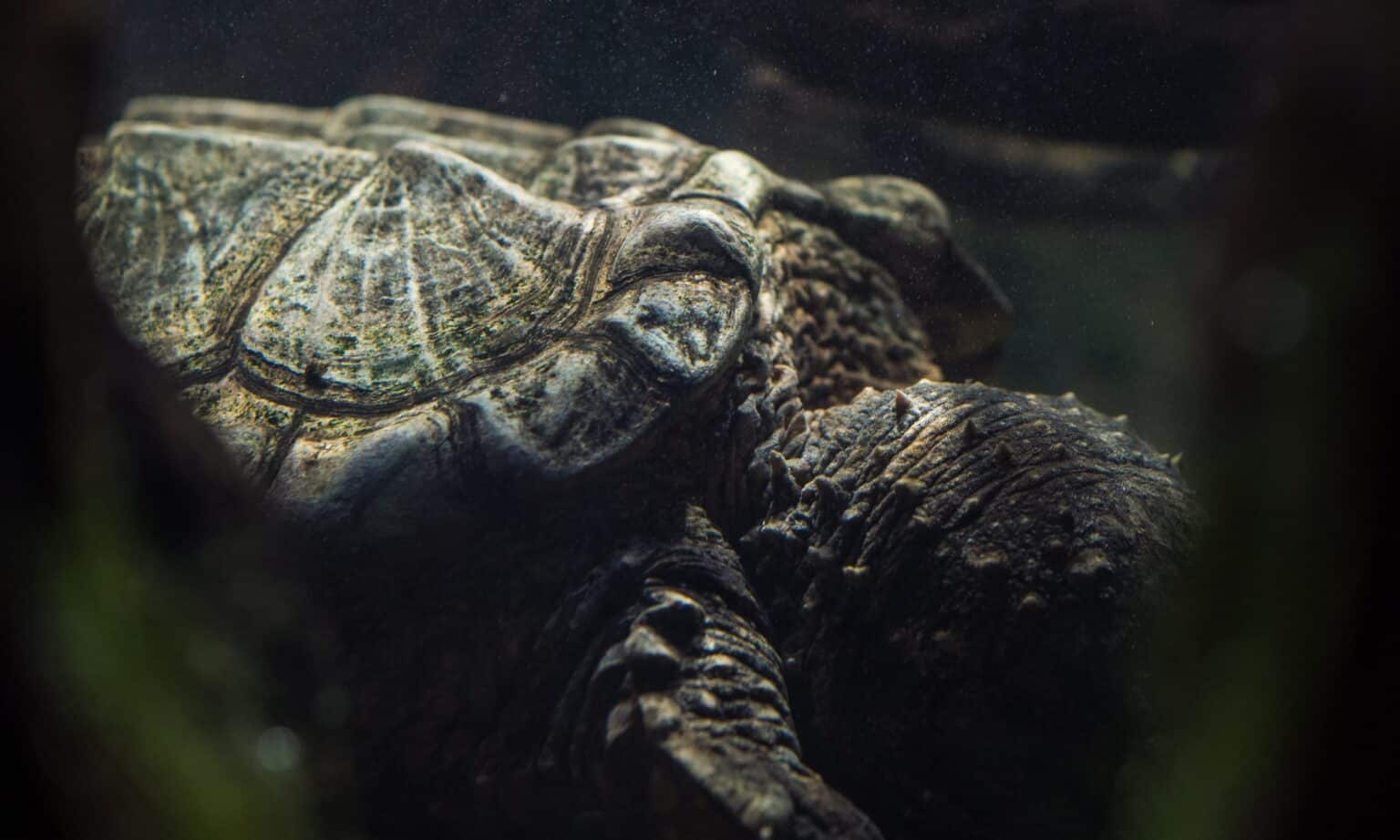 Alligator Snapping Turtle vs Common Snapping Turtle: What Are The ...