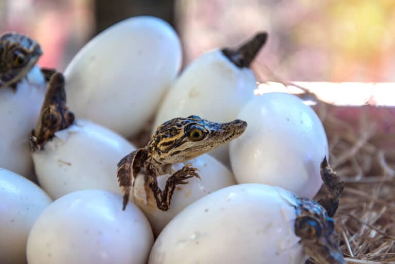 Oviparous - A-Z Animals