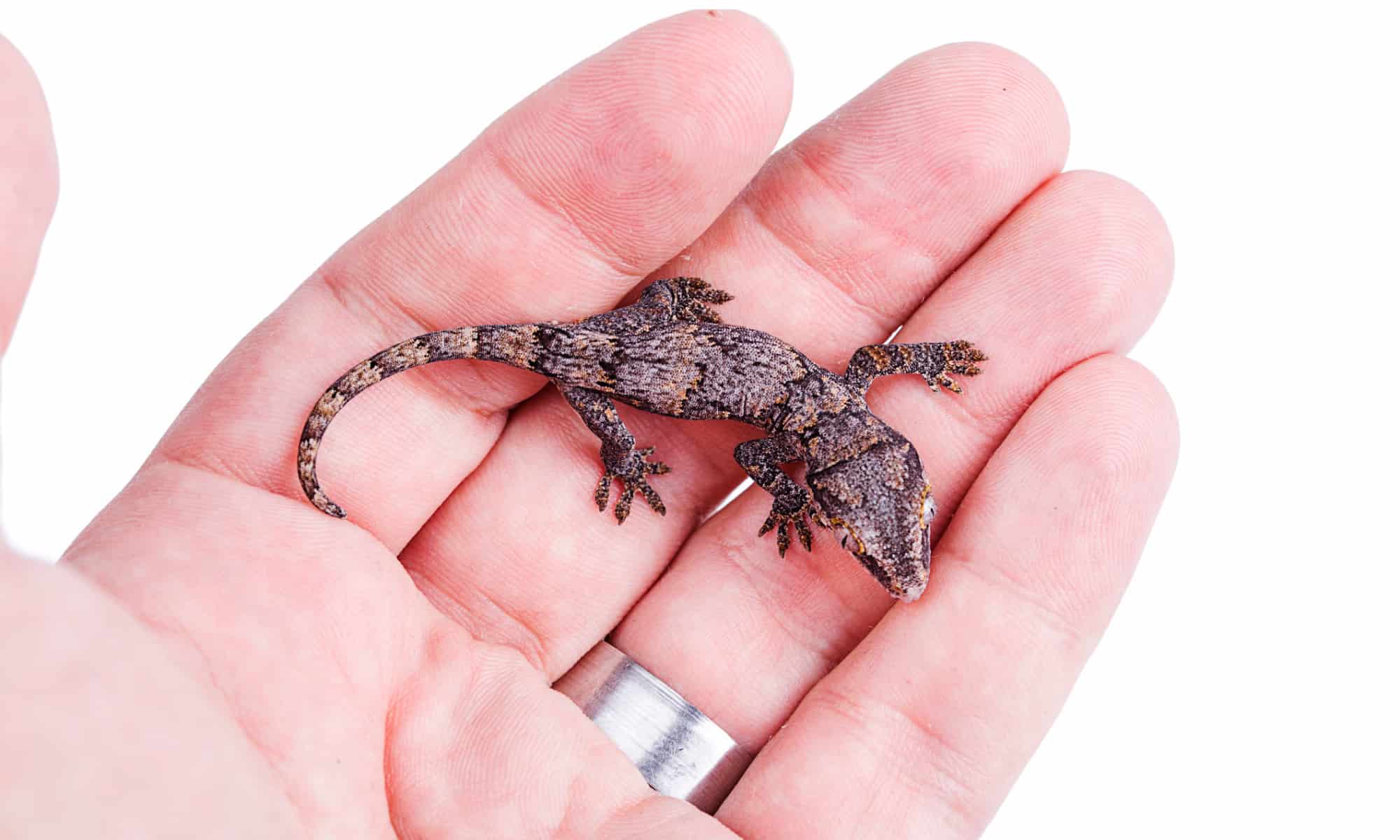 Baby Gecko: 8 Pictures and 8 Amazing Facts - A-Z Animals