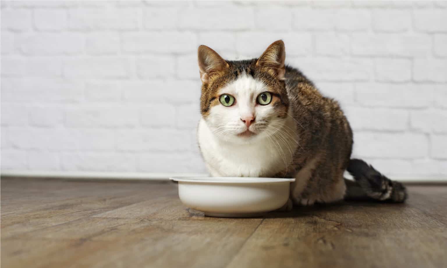 Can Cats Eat Ham? 3 Things to Know Before Feeding - A-Z Animals