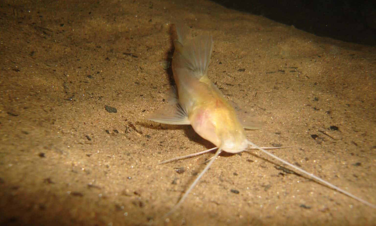 Blind but Brilliant: 5 Animals Without Eyes and Their Surprising Senses ...