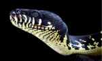 Boelen’s python Animal Facts - Simalia boeleni - A-Z Animals