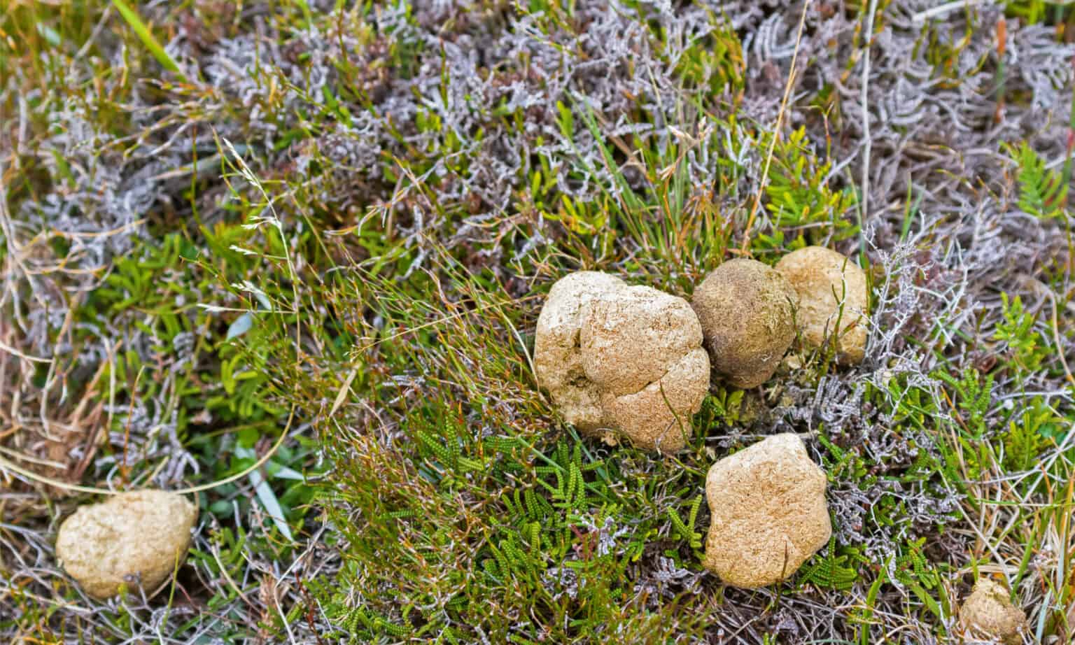 Wombat Poop: Why Is Wombat Scat Cubed? - IMP WORLD