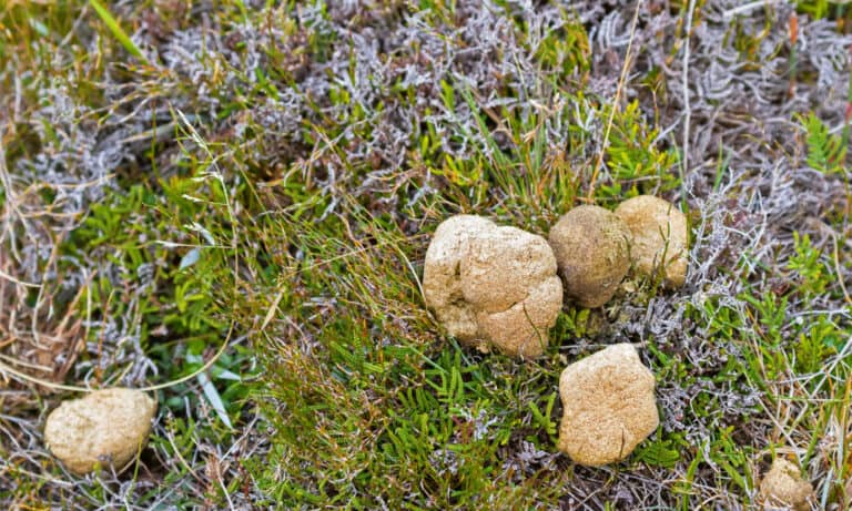 Wombat Poop: Why Is Wombat Scat Cubed? - IMP WORLD