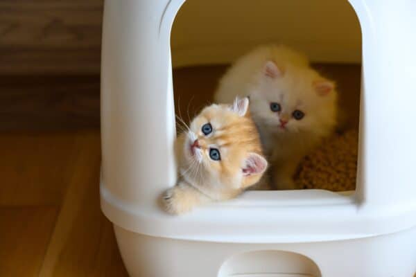 How to Litter Train Your Kitten: Timeline and 5 Steps to Take for ...