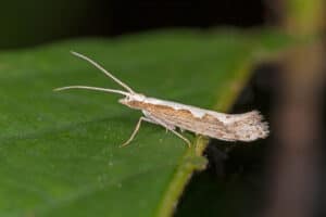 Discover The 7 Moths That Destroy Crops - A-Z Animals