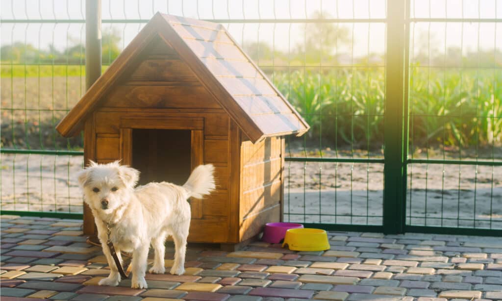 The Best Indoor Dog House: Reviewed and Ranked - A-Z Animals
