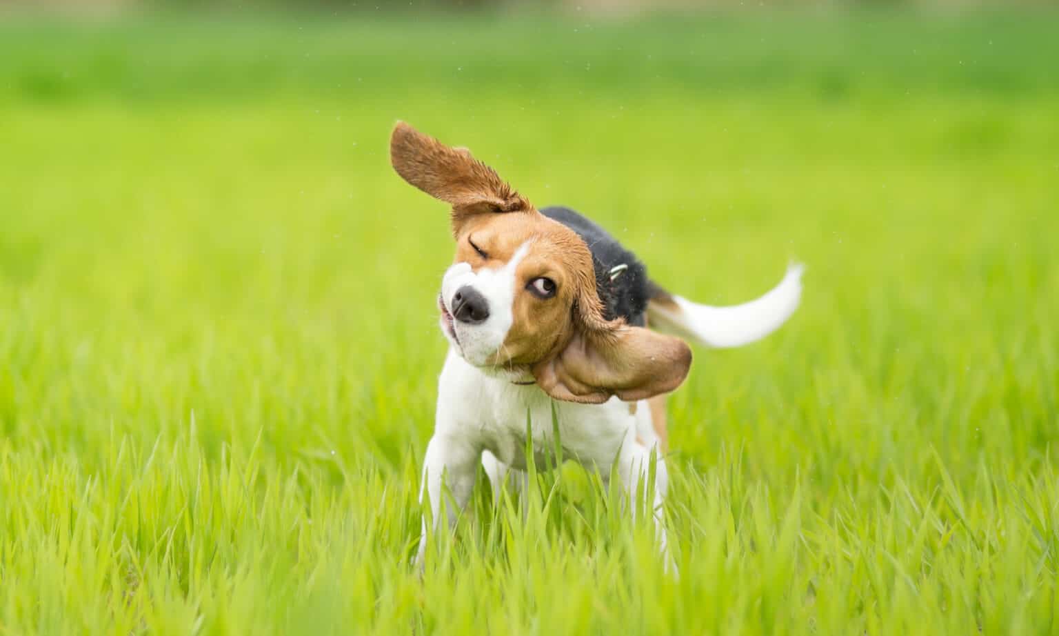 Beagle Progression: Growth Chart, Milestones, and Training Tips - A-Z ...