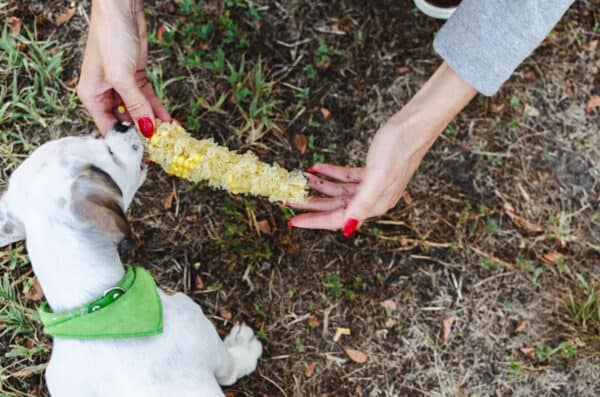 Can Dogs Eat Corn on the Cob? - A-Z Animals