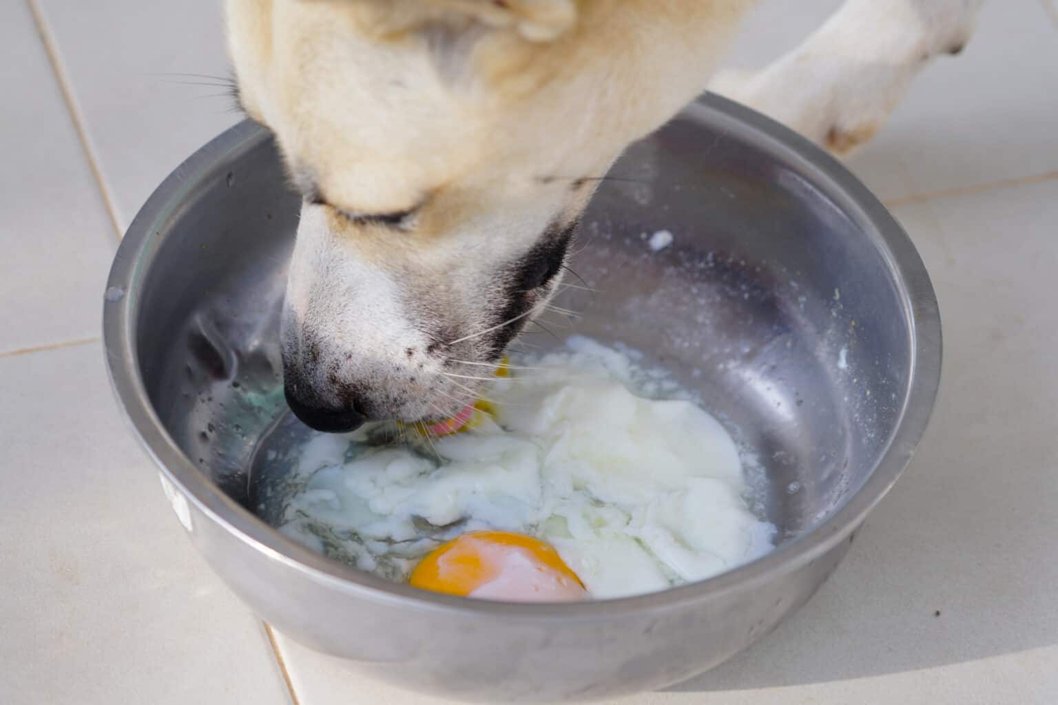 Can Dogs Eat Eggs, Are They Healthy or Dangerous? - A-Z Animals