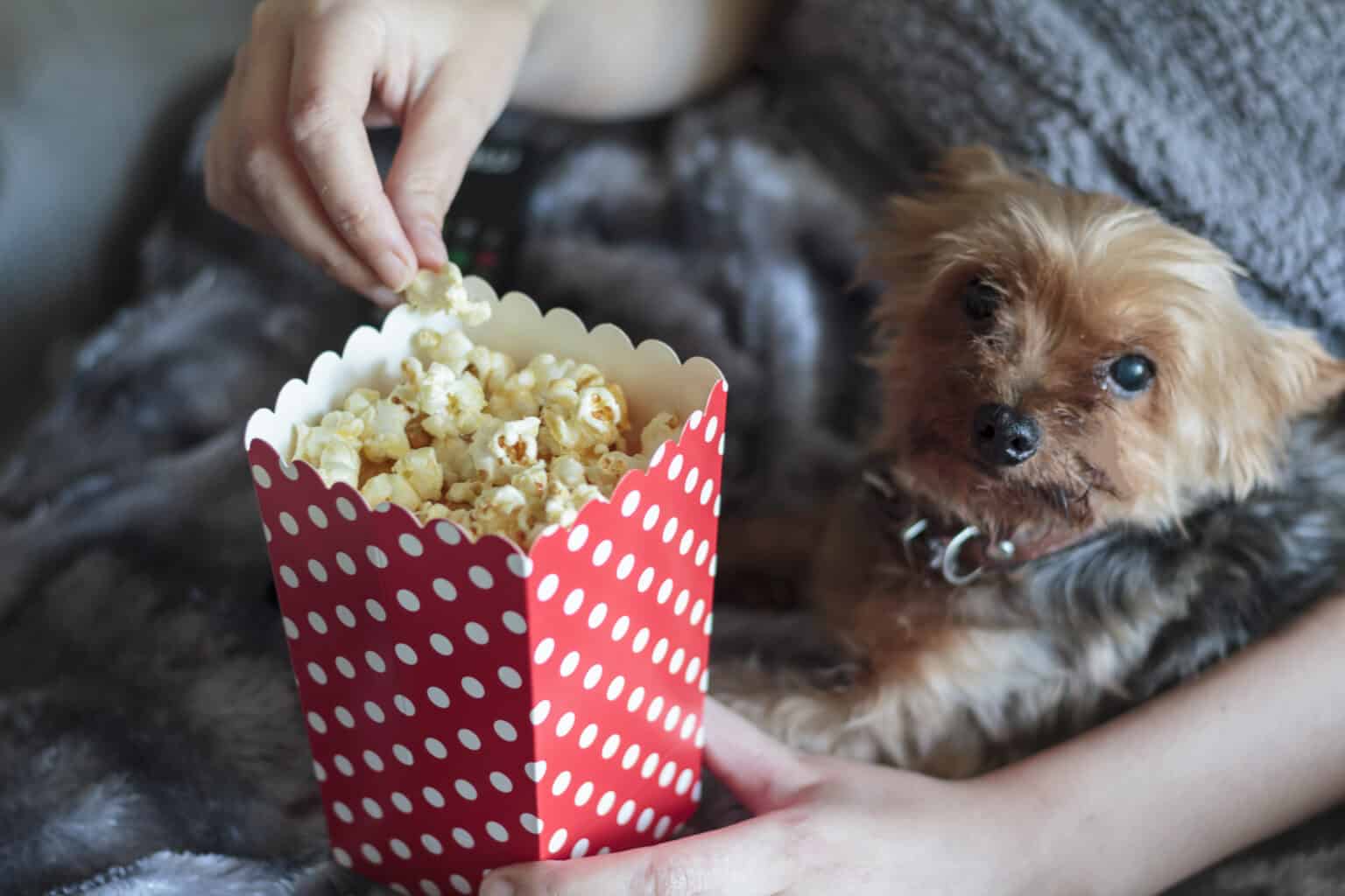 Can Dogs Eat Corn? Is It Safe? - A-Z Animals