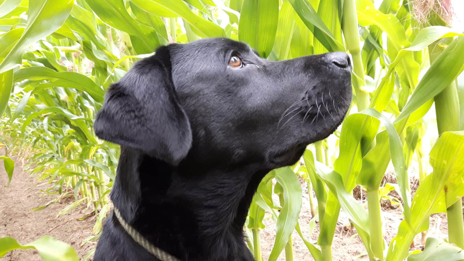 Labrador Retriever Colors: Rarest to Most Common - A-Z Animals