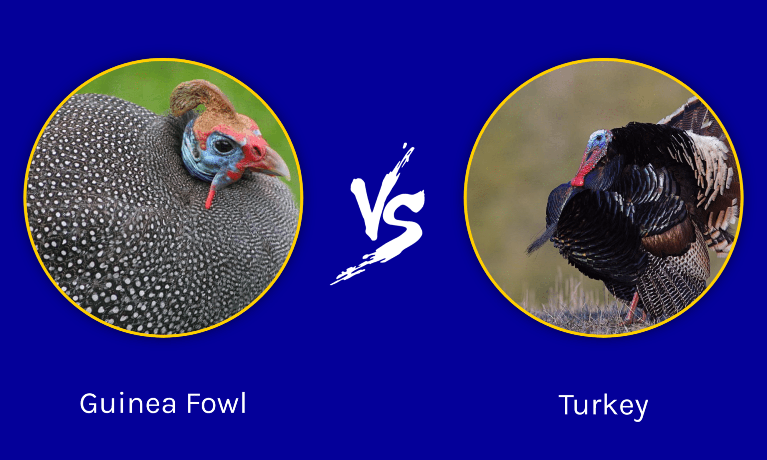 Guinea Fowl vs. Turkey: Six Key Differences - A-Z Animals