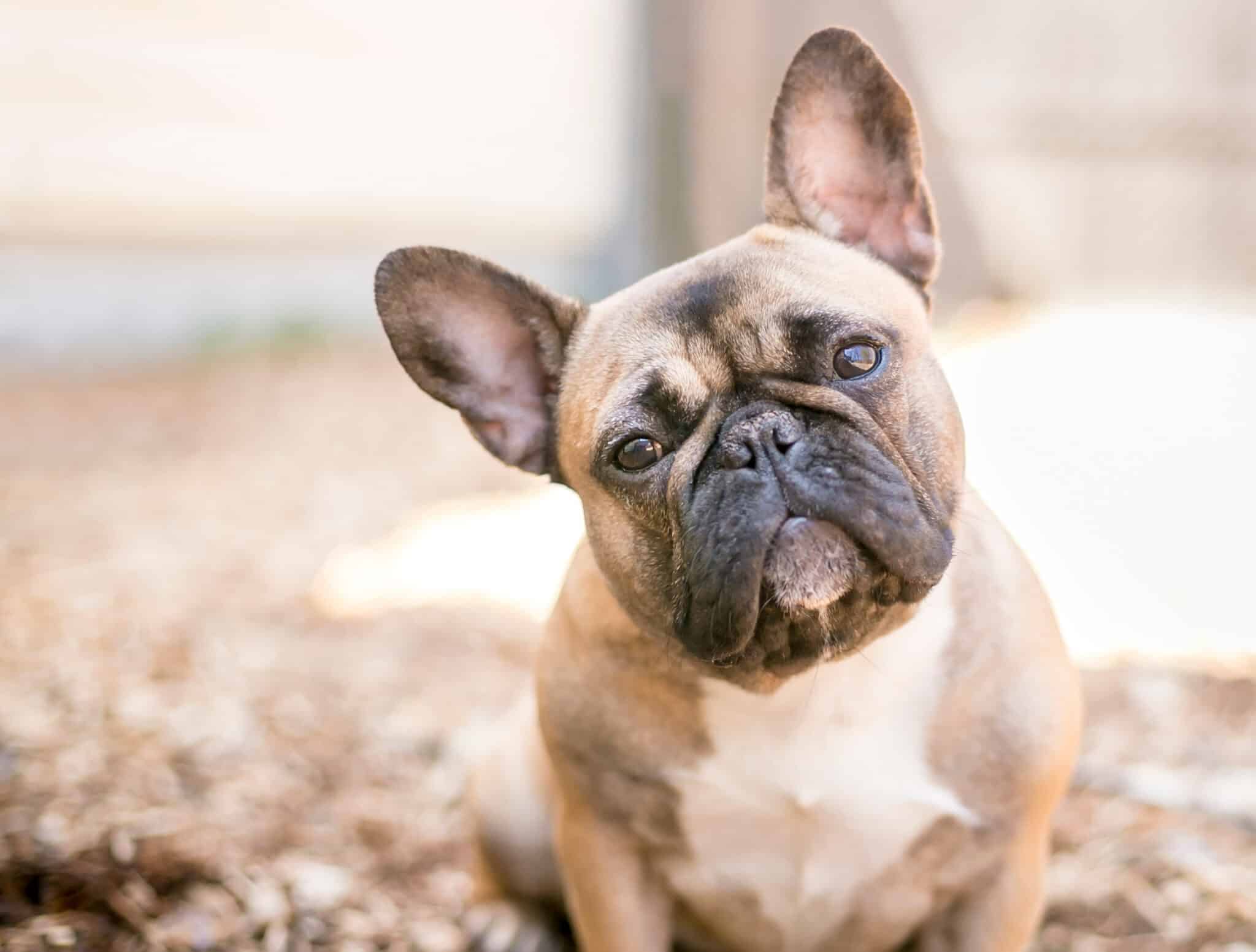 French Bulldog Dog Breed Complete Guide - A-Z Animals