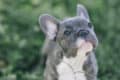 French Bulldog Progression: Growth Chart, Milestones, and Training Tips ...