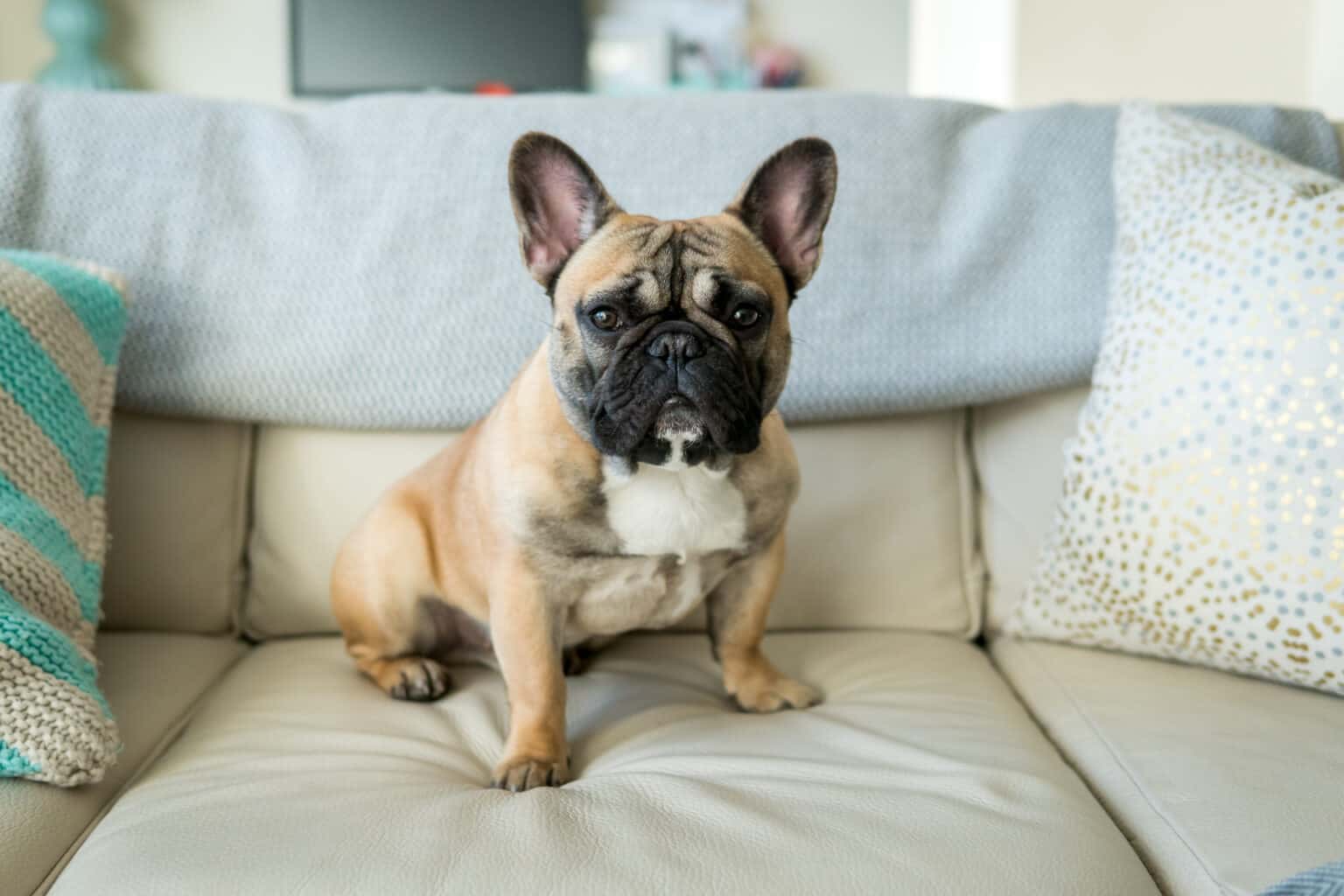 What Were French Bulldogs Bred For? Original Use, History, and Jobs - A ...