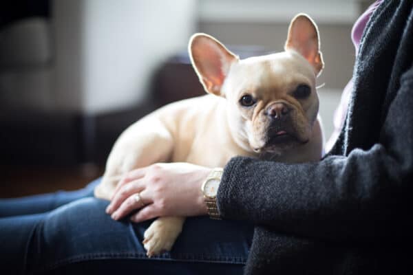 12 Affectionate Dog Breeds That Just Want to Be in Your Lap
