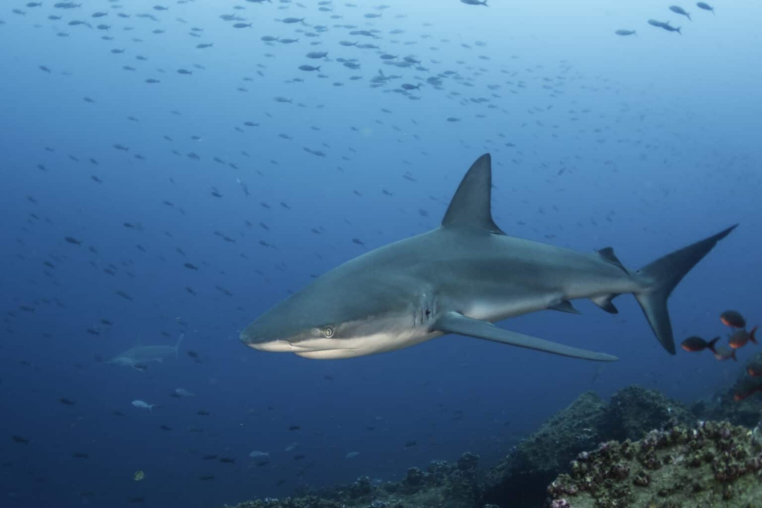 Galapagos Shark Fish Facts - Carcharhinus galapagensis - A-Z Animals