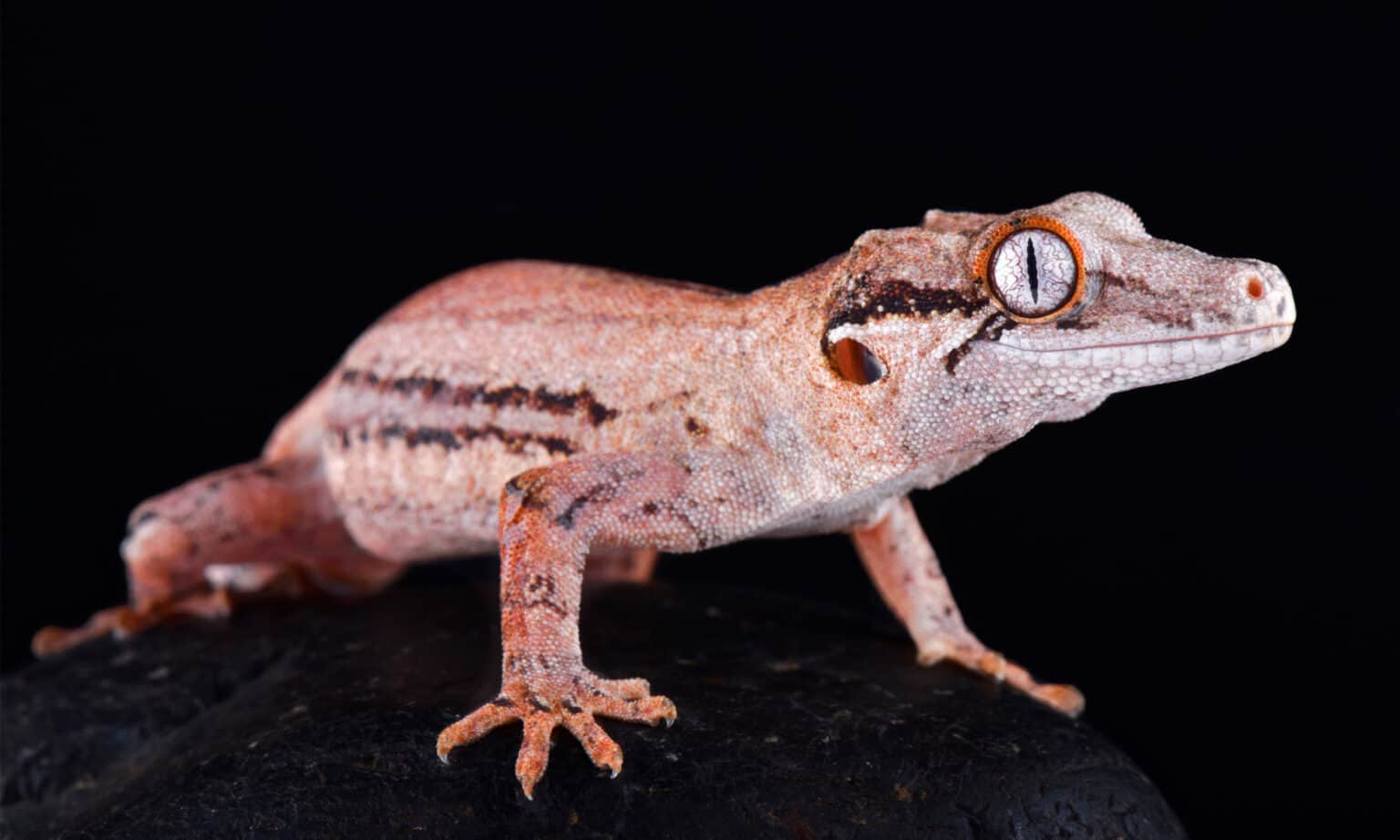 Baby Gecko: 8 Pictures and 8 Amazing Facts - A-Z Animals