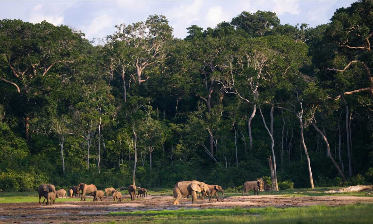 Woolly Mammoth vs Elephant - A-Z Animals