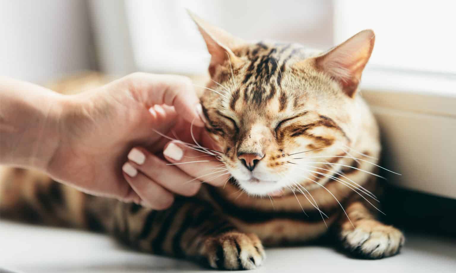 Why Do Cats Purr? Exploring the Reasons Behind This Unique Behavior - A ...