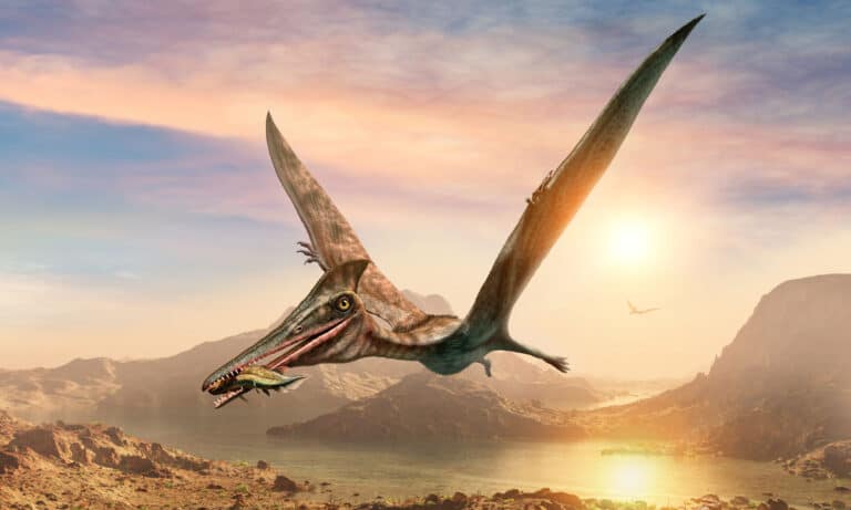 Pterosaurs With Wingspans Wider Than an F-16 Are the Largest "Flying ...