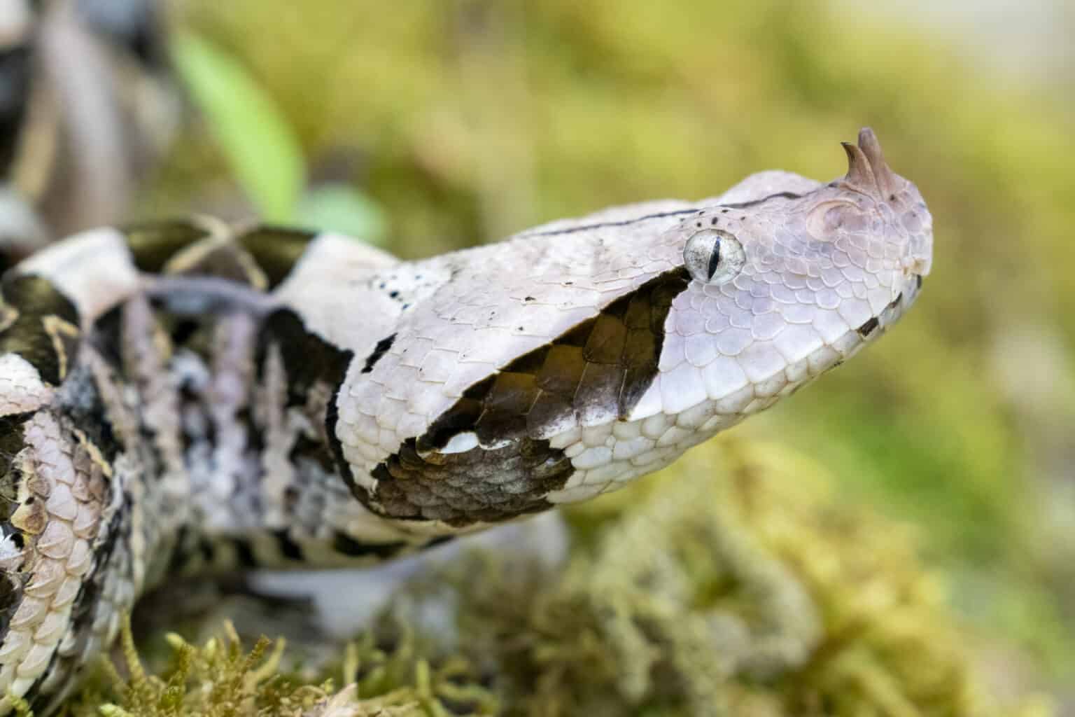 10 Incredible Snakes with Camouflage Skills That Will Leave You Amazed ...