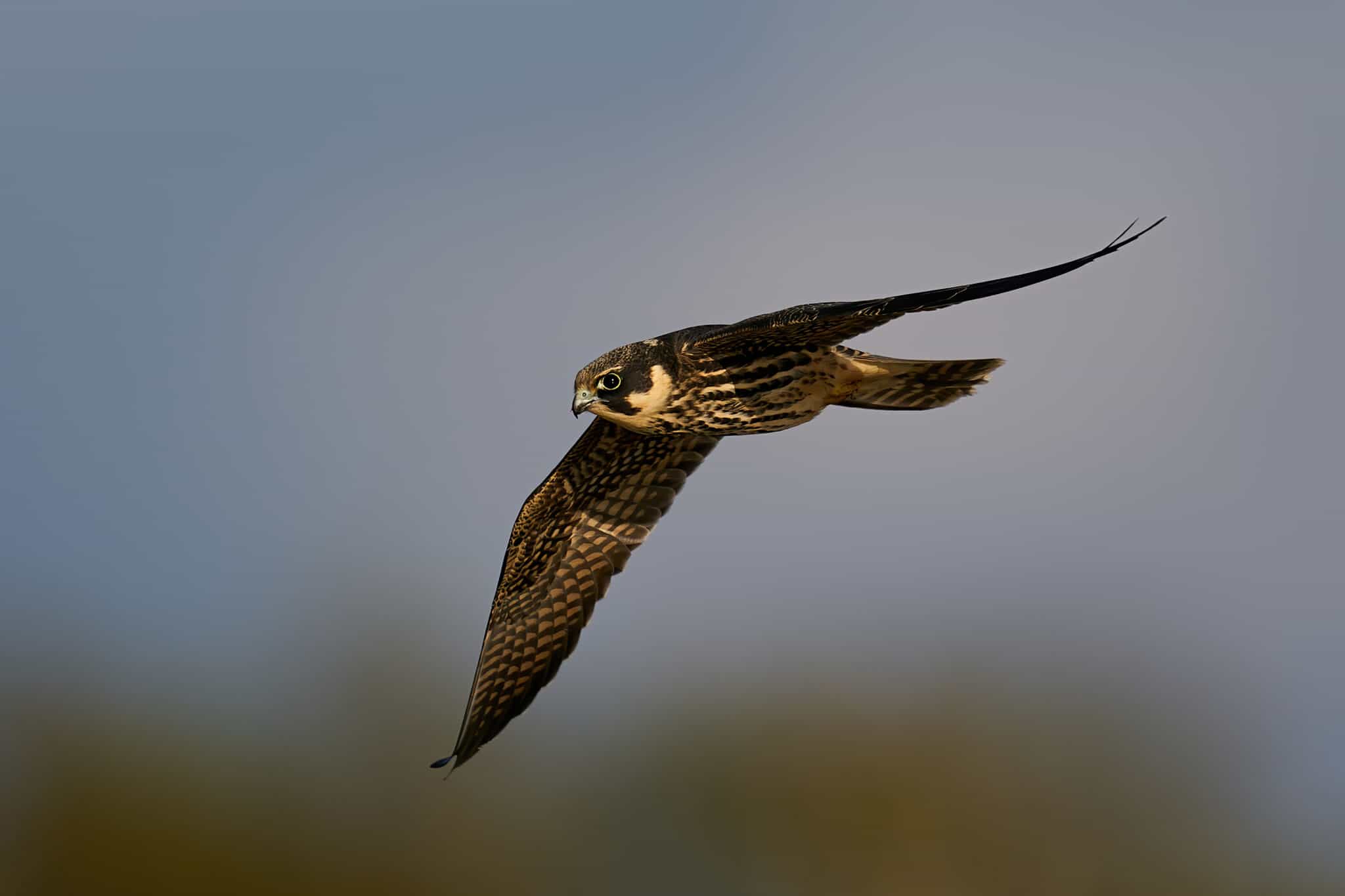 The 10 Fastest Birds Soaring Today's Skies - A-Z Animals