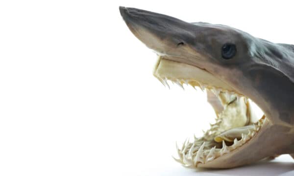 Shortfin Mako Shark Animal Facts - Isurus oxyrinchus - A-Z Animals
