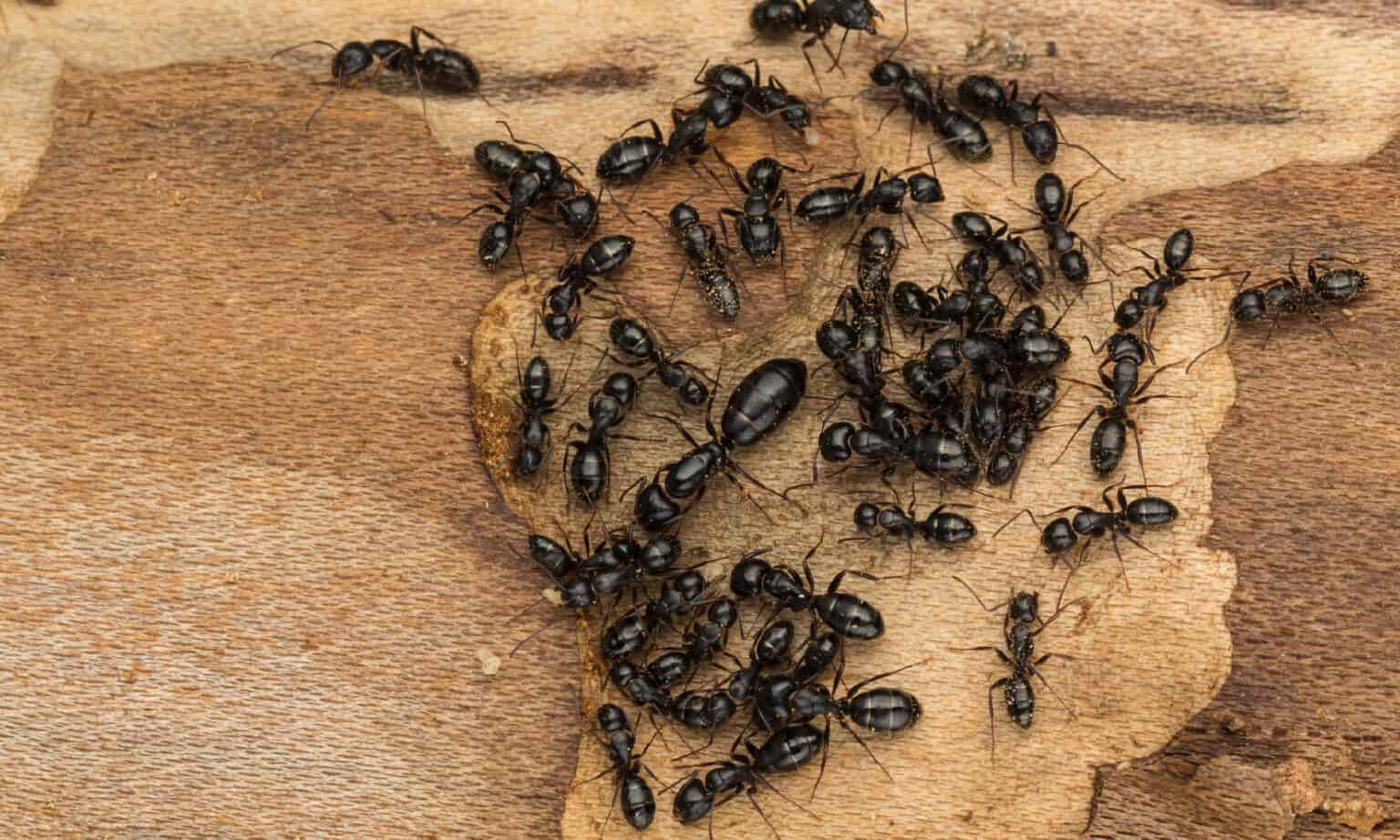 Eliminate Ants From Your Home With These Natural Repellents - A-Z ...