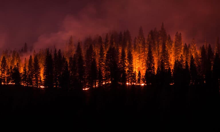 Forest Fire vs Wildfire: Key Differences - A-Z Animals