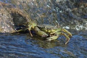 Discover 6 Invasive Species in Maine - A-Z Animals