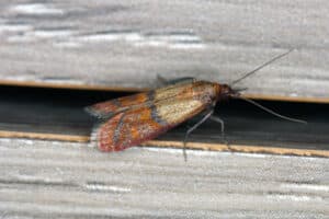 Pantry Pests: How to Eliminate an Indian Meal Moth Infestation - A-Z ...
