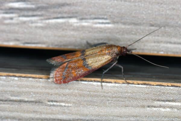 Pantry Pests: How to Eliminate an Indian Meal Moth Infestation - A-Z ...